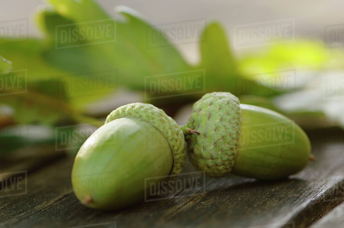 Two acorn fruits, close-up - Stock Photo - Dissolve