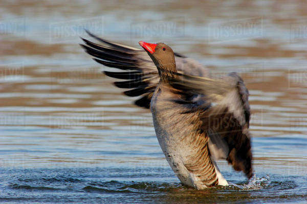 Grey goose flapping wings in lake, close-up - Stock Photo - Dissolve