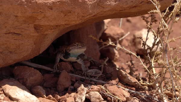 Desert Spiny lizard doing push ups in the shade under a rock in the ...
