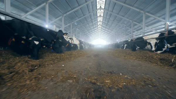 Feeding process of cows in a byre standing in two rows - Stock Video ...