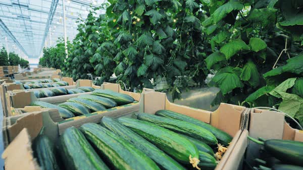 Many boxes with green cucumbers. Agriculutre concept. - 4K Royalty-free ...