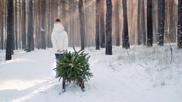A little girl is pulling a Christmas tree on a wooden sled through the ...