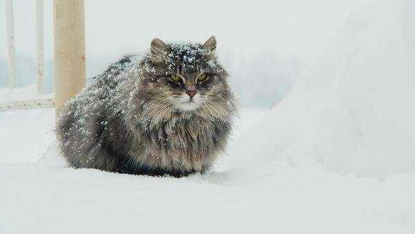 Big fluffy cat sits in the snow - HD Royalty-free Stock Video Footage ...