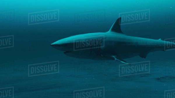 A majestic great white shark swims gracefully in the depths of the ...