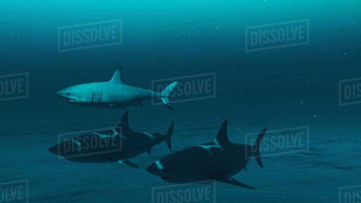 A stunning underwater scene captures three great white sharks gliding ...