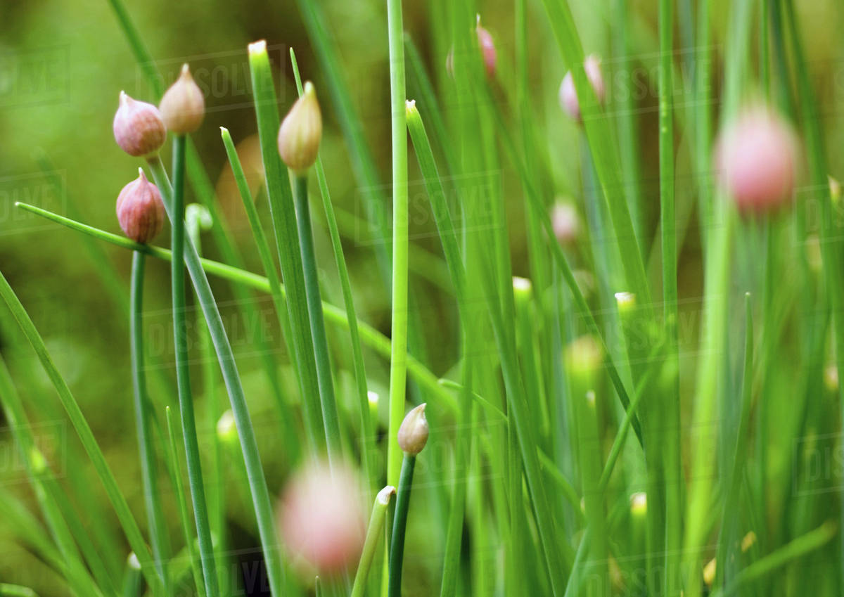 Chive plant - Royalty-free Stock Photo | Dissolve
