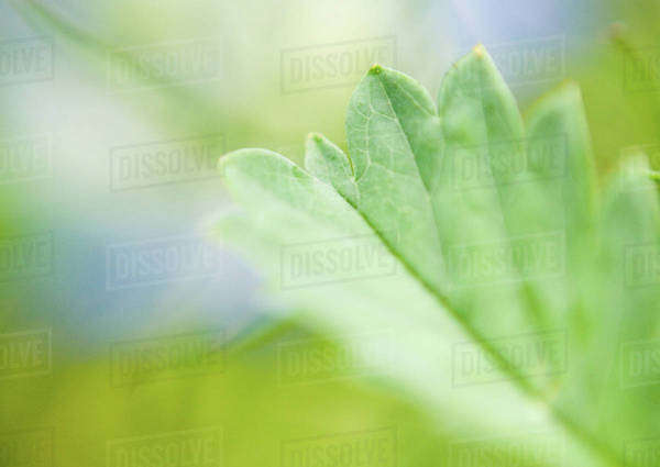 Leaf, extreme close-up - Stock Photo - Dissolve