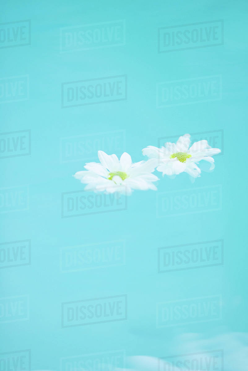 Daisies floating on surface of water - Stock Photo - Dissolve