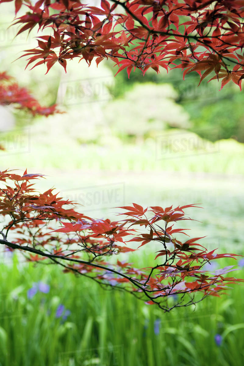 Japanese maple tree in garden, cropped view - Stock Photo - Dissolve