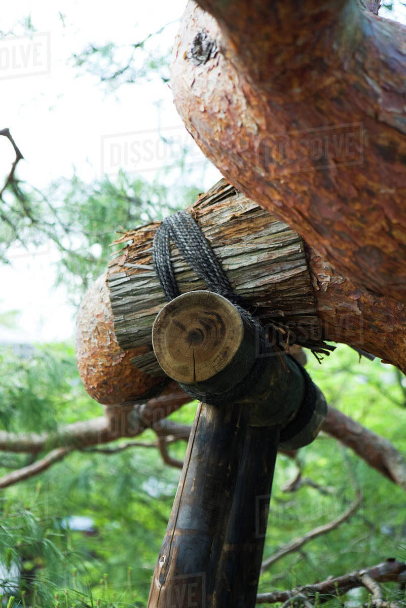Tree branch with bamboo support, close-up - Royalty-free Stock Photo ...
