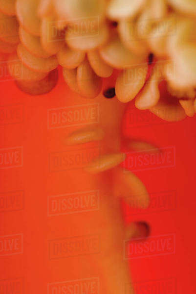 Red bell pepper inside and seeds, extreme close-up - Stock Photo - Dissolve