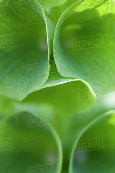Bell shaped leaves, extreme close-up - Royalty-free Stock Photo | Dissolve
