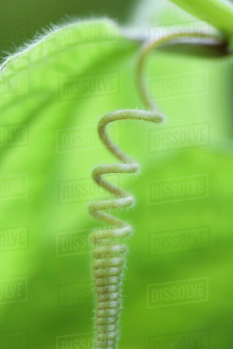 Coiled vine tendril, close-up - Royalty-free Stock Photo | Dissolve