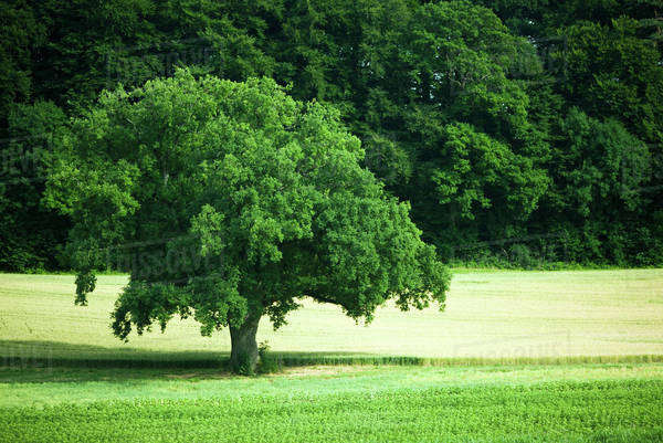 Tree on the prairie - Royalty-free Stock Photo | Dissolve