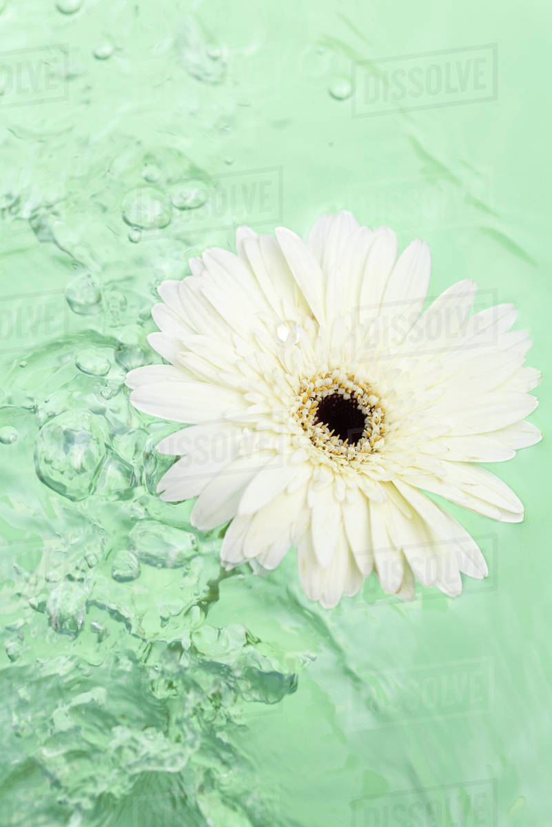 Gerbera daisy floating on water - Royalty-free Stock Photo | Dissolve