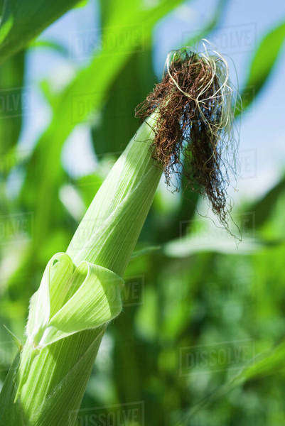 Corn husk, close-up - Stock Photo - Dissolve