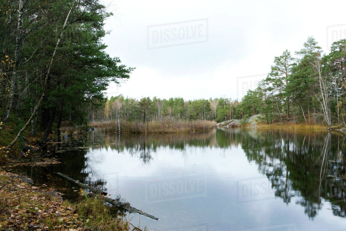 Peaceful pond scene - Royalty-free Stock Photo | Dissolve