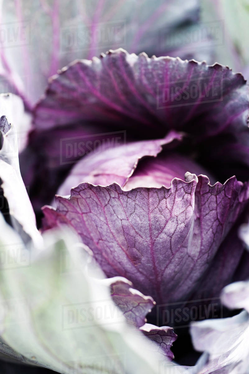 Purple cabbage, extreme close-up - Royalty-free Stock Photo | Dissolve