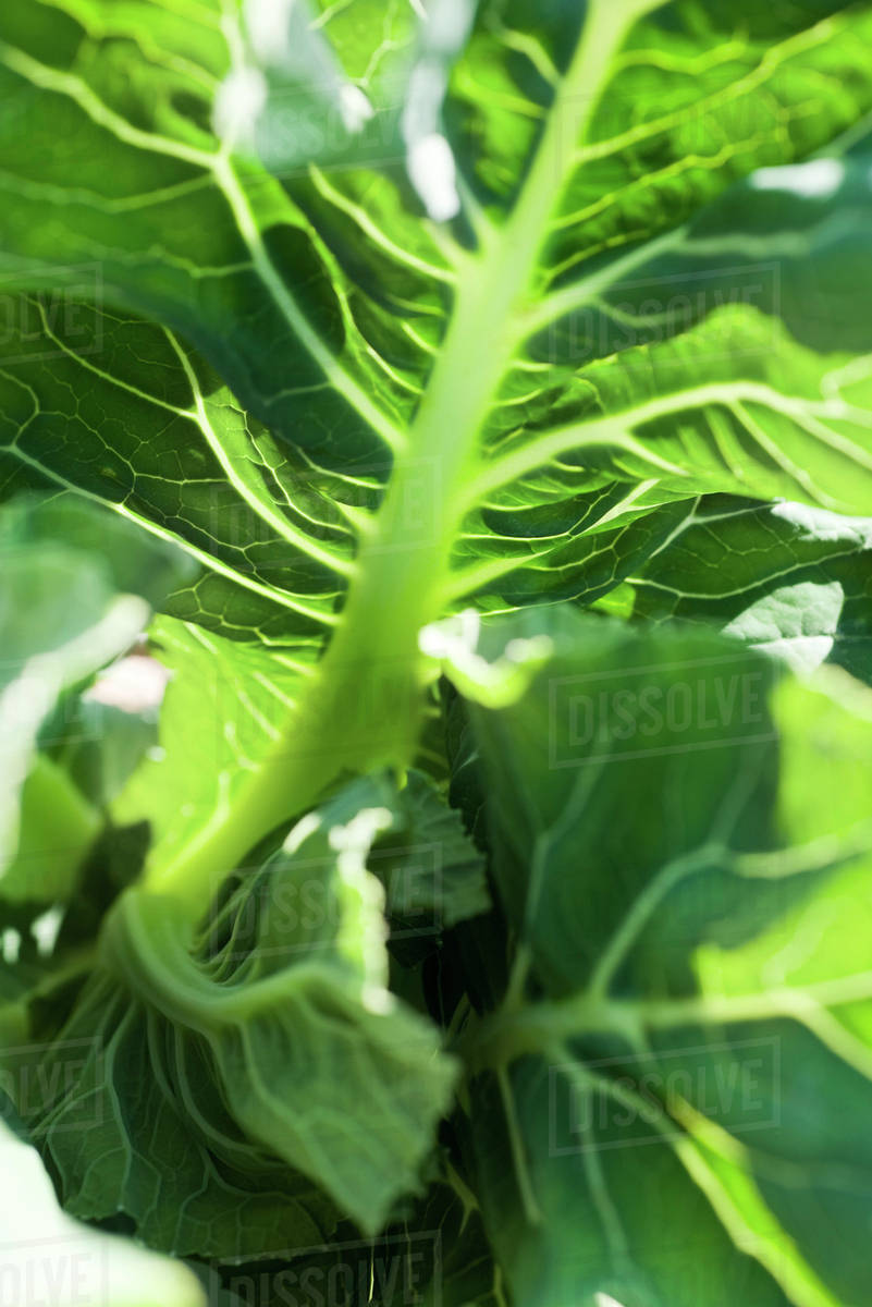 Leaf vegetable growing, extreme close-up - Royalty-free Stock Photo ...
