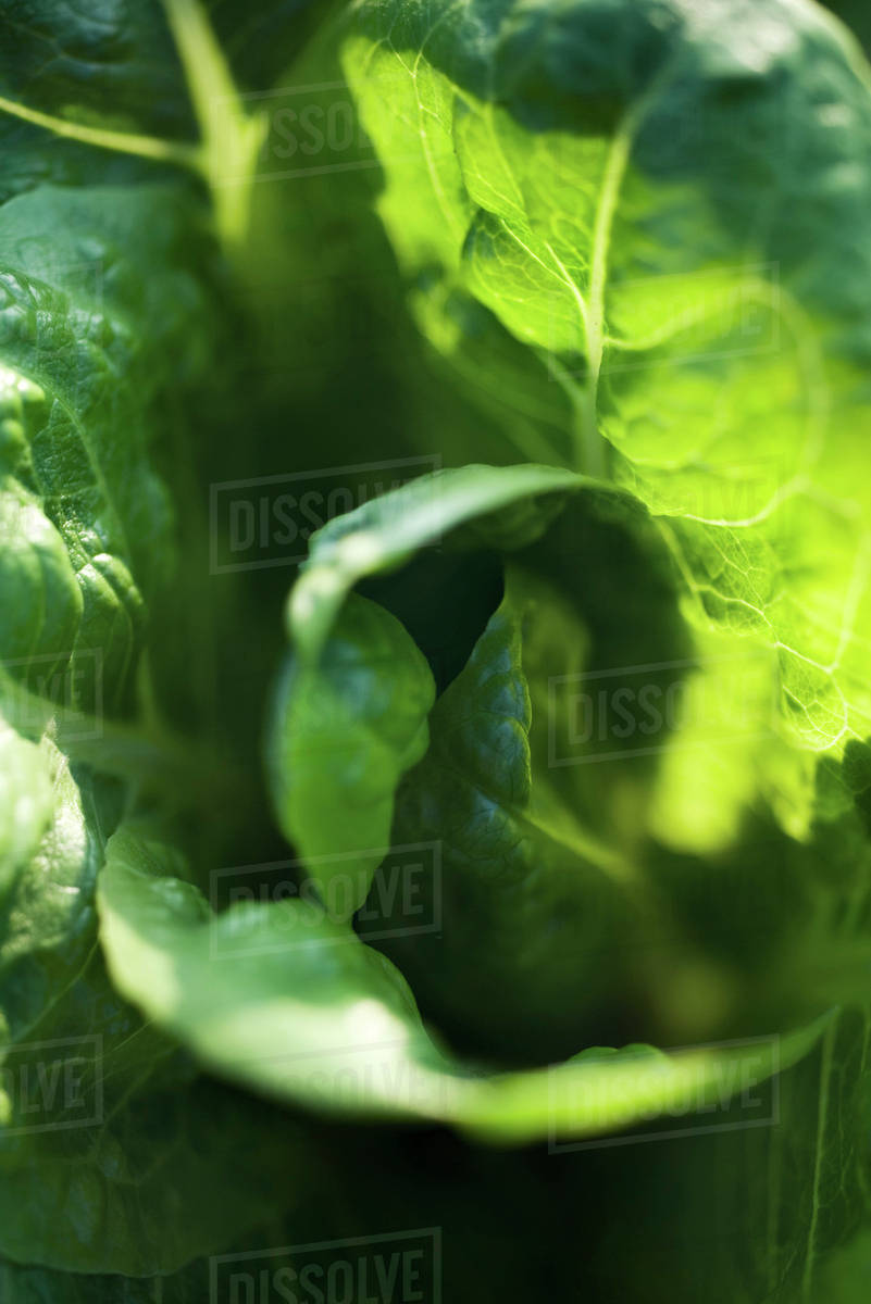 Leaf vegetable growing, extreme close-up - Royalty-free Stock Photo ...
