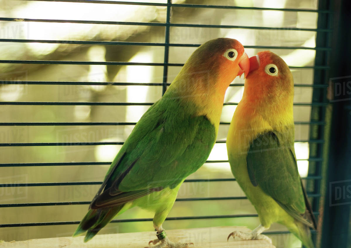 Parakeets kissing - Stock Photo - Dissolve