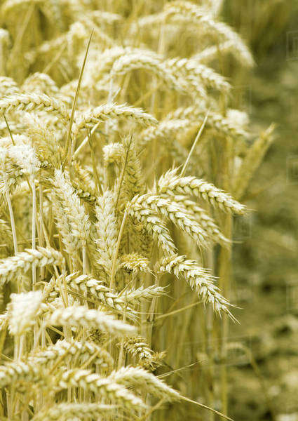 Husks of wheat - Royalty-free Stock Photo | Dissolve