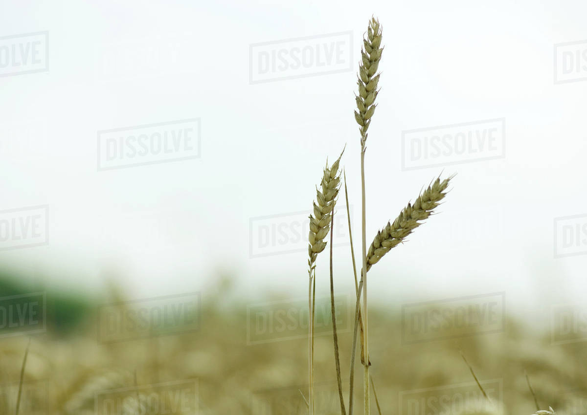 Husks of wheat - Royalty-free Stock Photo | Dissolve