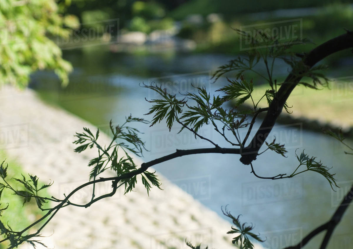 Japanese maple branch, low angle view - Stock Photo - Dissolve