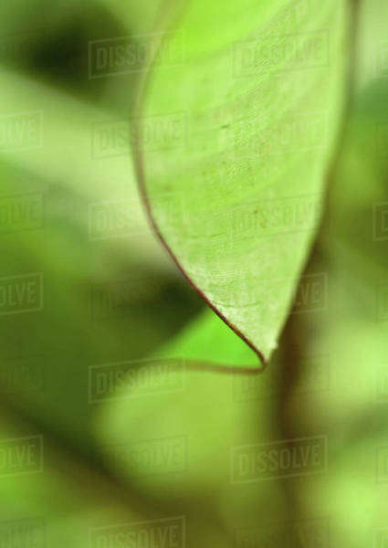 Leaf, extreme close-up - Royalty-free Stock Photo | Dissolve
