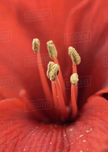 Amaryllis flower, extreme close-up - Royalty-free Stock Photo | Dissolve