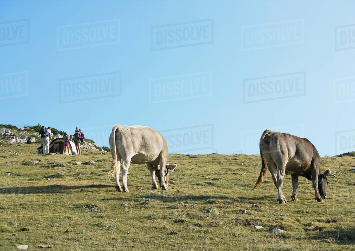 Cows grazing, campers in background - Stock Photo - Dissolve