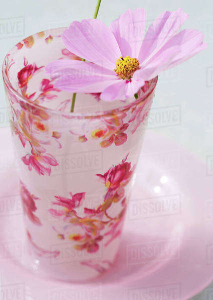 Cosmos flower in glass - Stock Photo - Dissolve