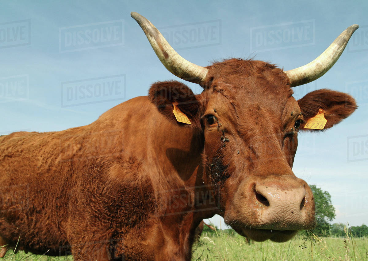 Cow, looking at camera - Royalty-free Stock Photo | Dissolve