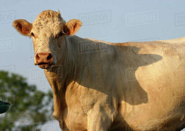 Cow, looking at camera - Stock Photo - Dissolve