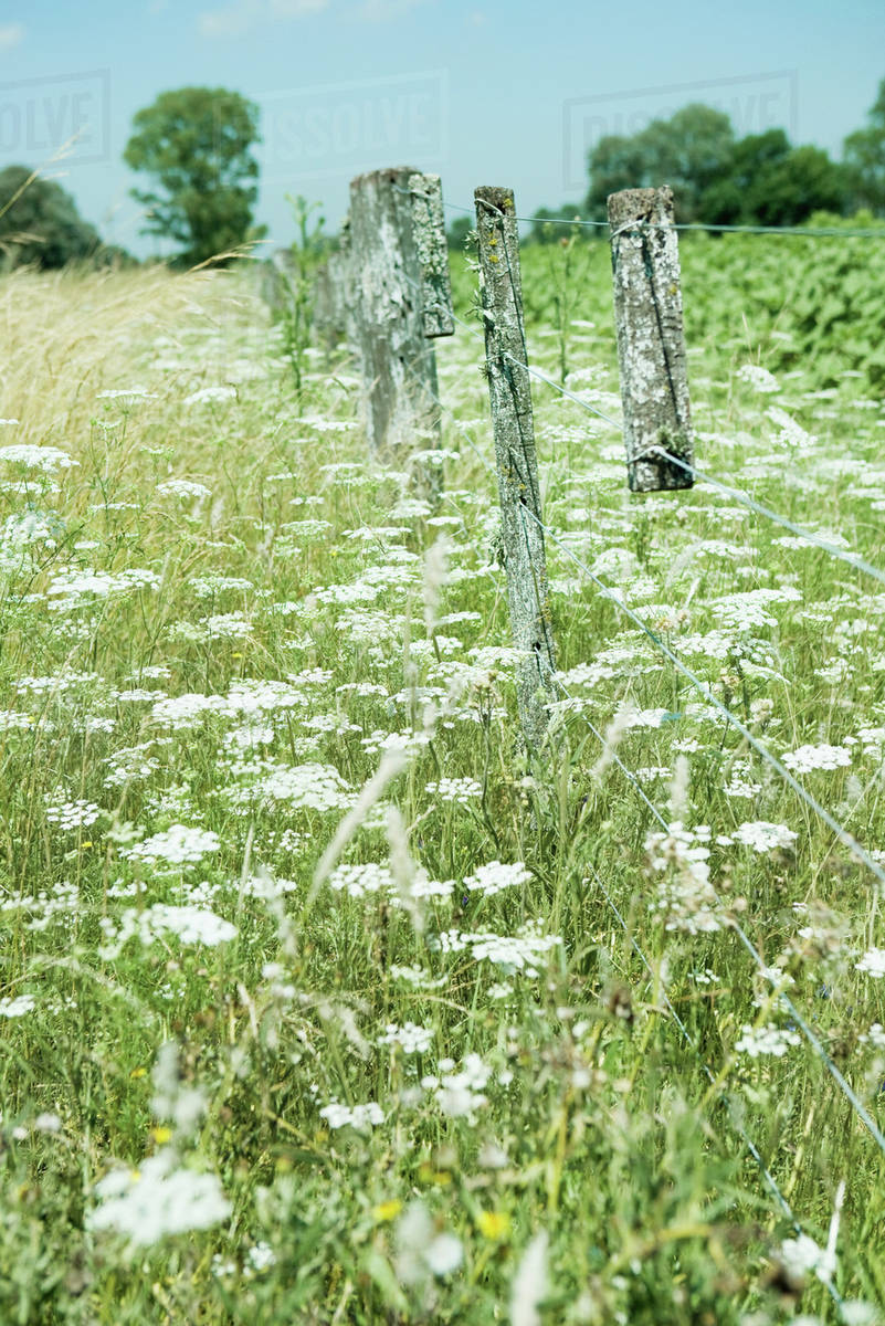 Wooden fence in field - Stock Photo - Dissolve