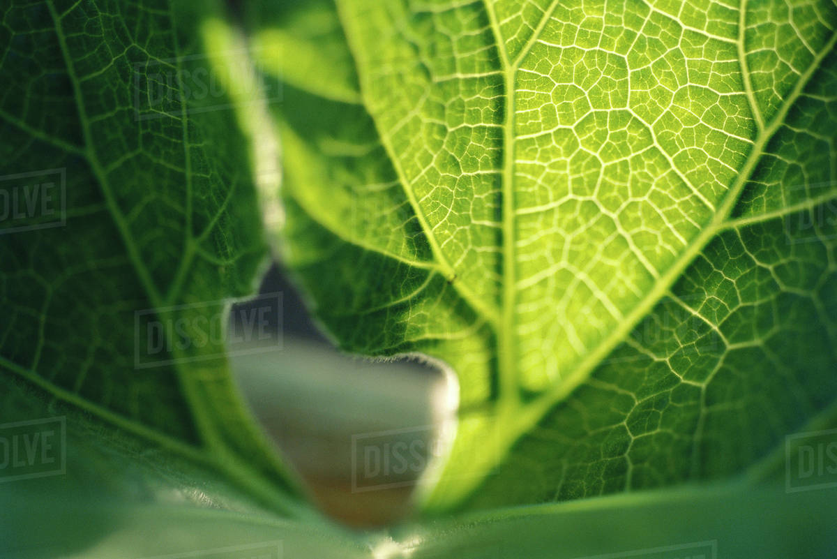 Leaf, extreme close-up - Royalty-free Stock Photo | Dissolve