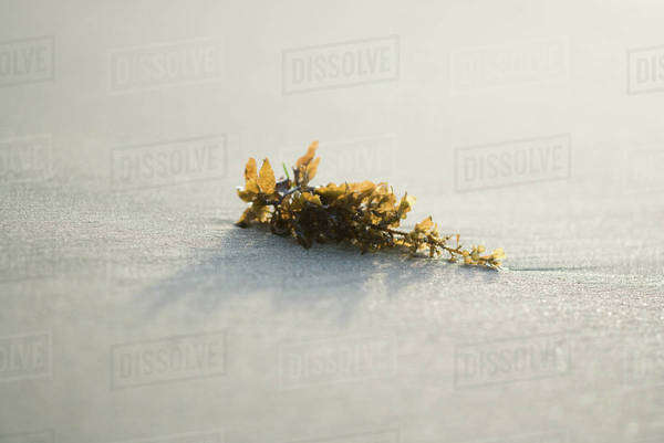 Piece of seaweed on sand, close-up - Royalty-free Stock Photo | Dissolve