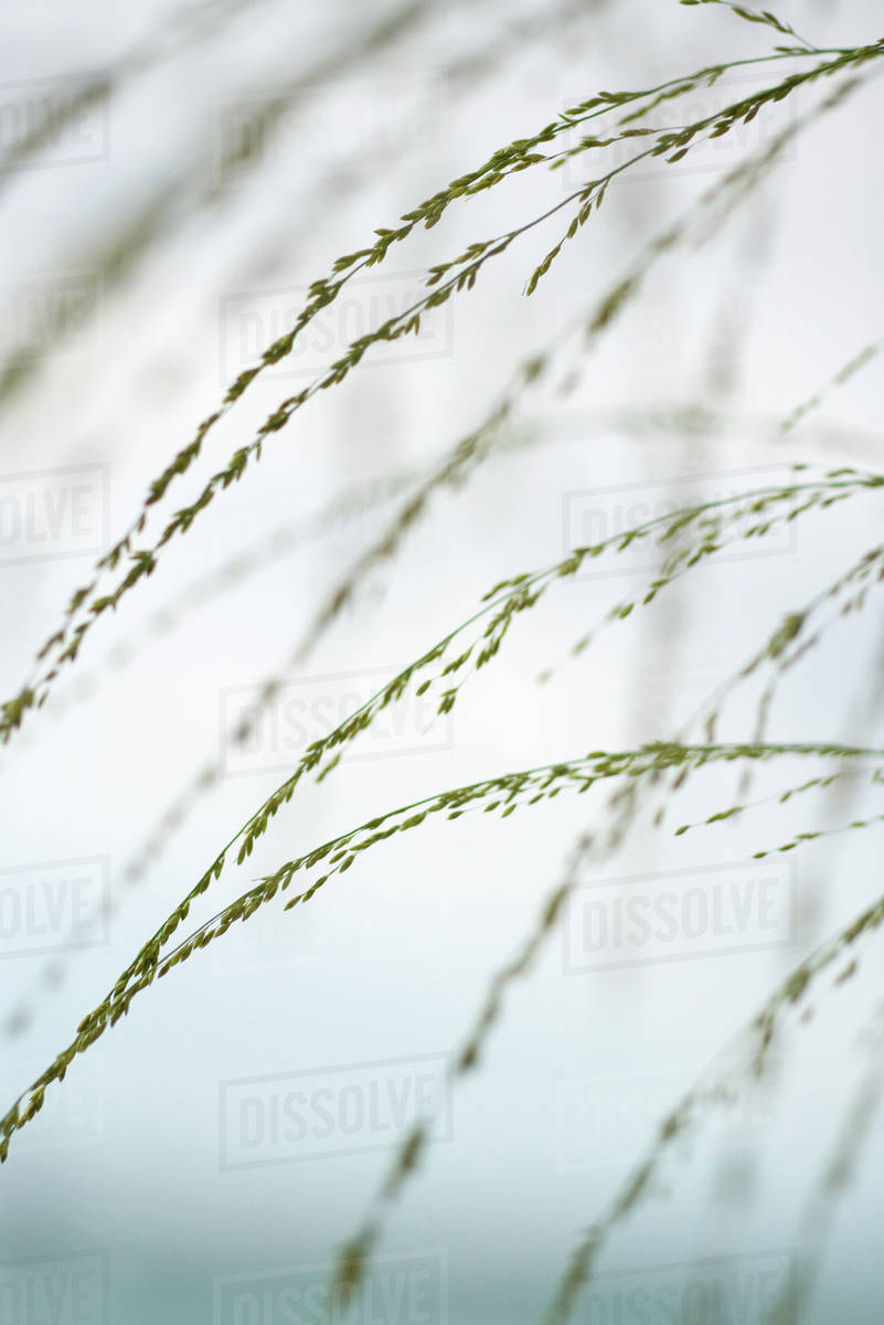 Wispy plant, cropped view - Royalty-free Stock Photo | Dissolve