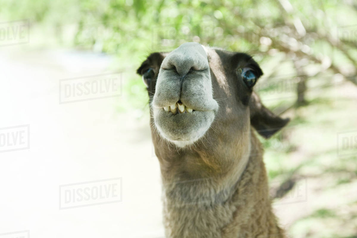 Llama, looking at camera, cropped view - Royalty-free Stock Photo ...