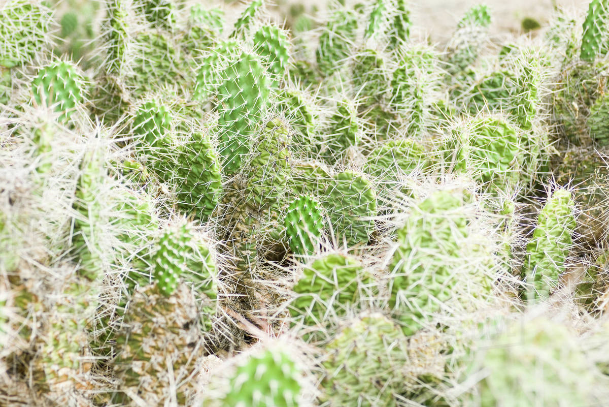 Cacti, full frame - Royalty-free Stock Photo | Dissolve