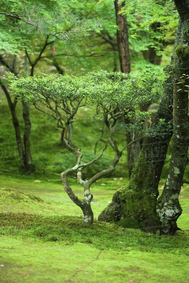 Young tree growing in forest - Royalty-free Stock Photo | Dissolve