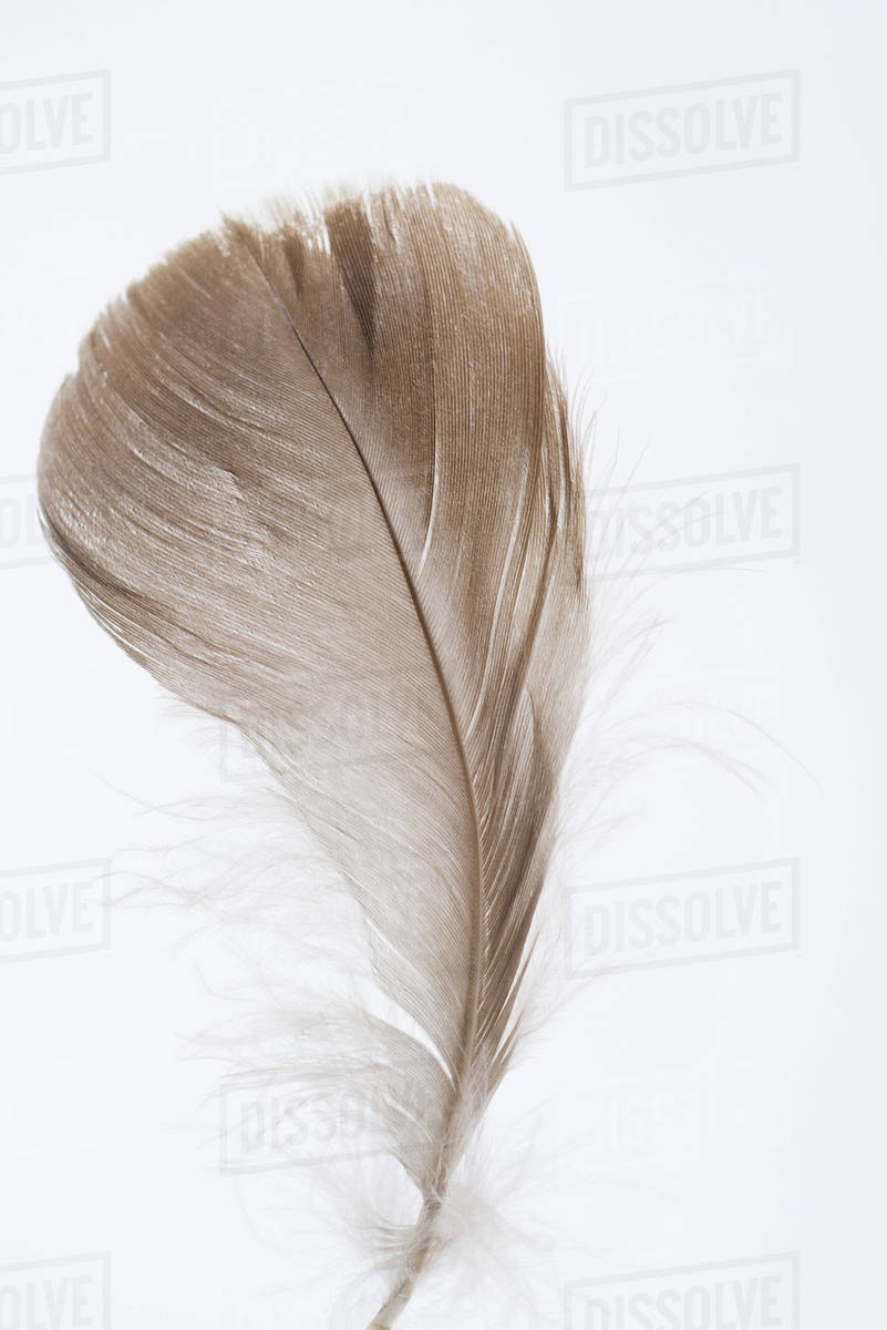 Feather, close-up - Royalty-free Stock Photo | Dissolve