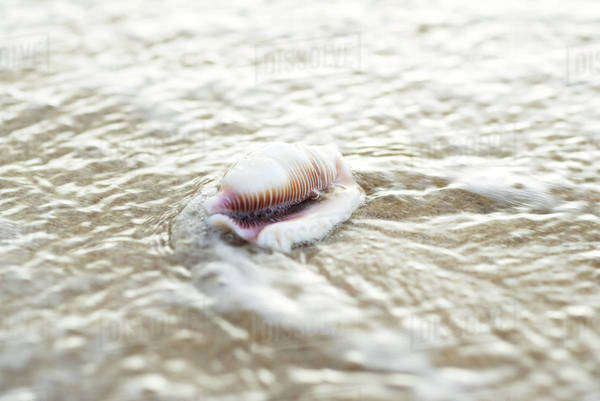 Seashell and surf, close-up - Royalty-free Stock Photo | Dissolve