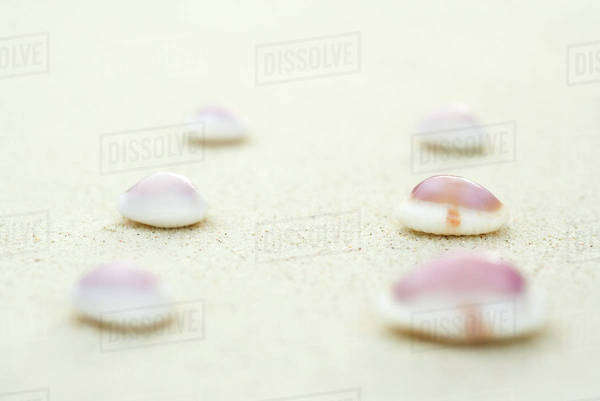 Seashells lined up in two rows on sand, close-up - Stock Photo - Dissolve