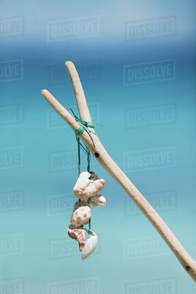 Seashells tied to stick, close-up - Royalty-free Stock Photo | Dissolve