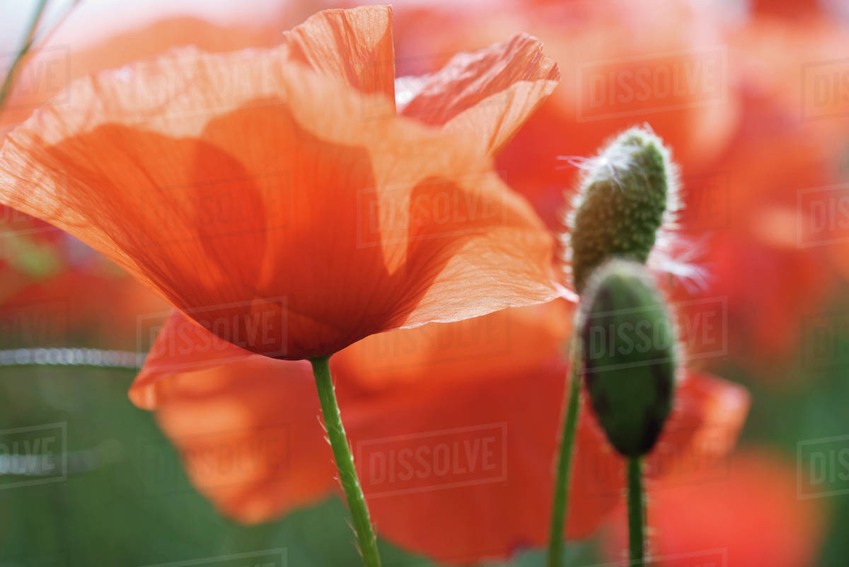 Red poppies, close-up - Stock Photo - Dissolve