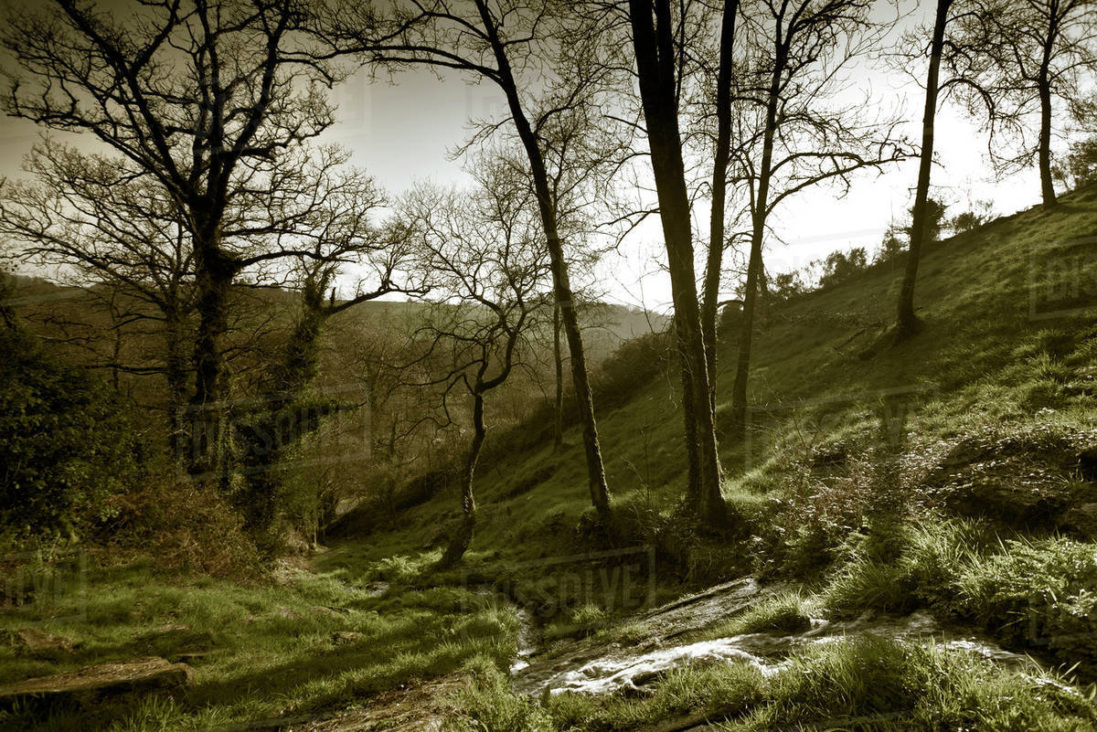 Small stream running through woods - Royalty-free Stock Photo | Dissolve