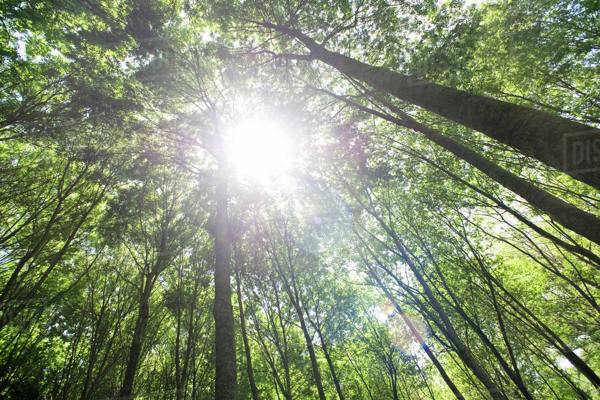 Sunlight shining through forest canopy, low angle view - Royalty-free ...