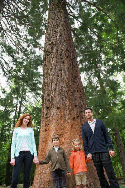 Family standing together at base of tall tree, holding hands - Royalty ...