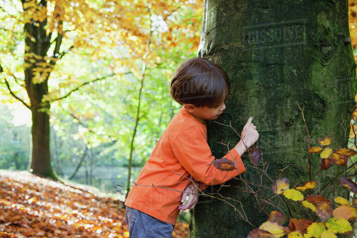 Boy touching tree trunk in autumn - Stock Photo - Dissolve